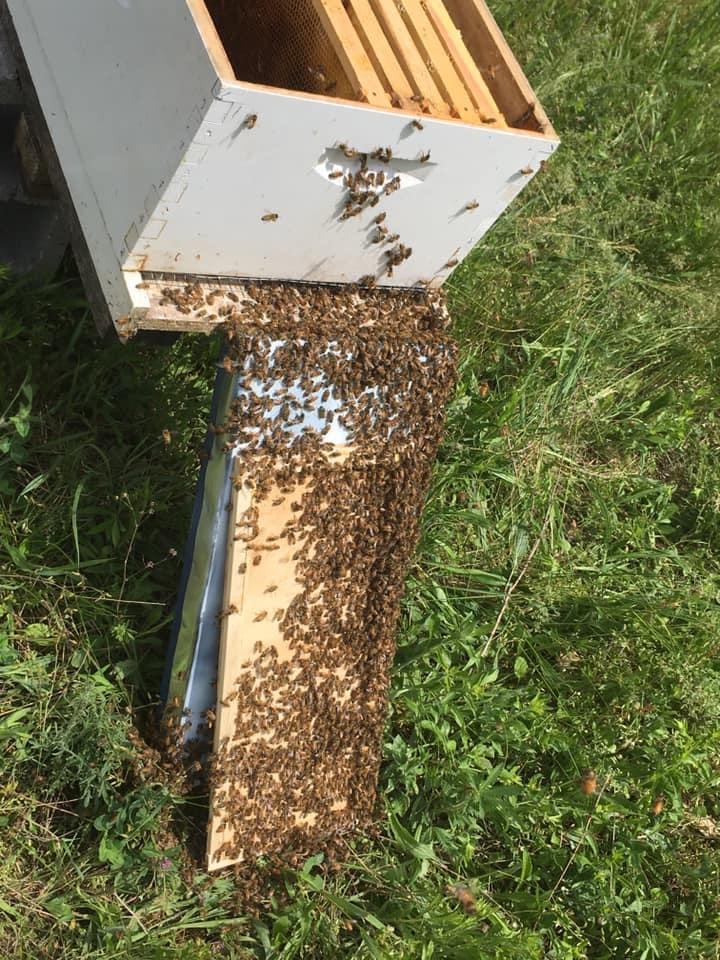 The Bees Are Back In Town! - Better Place Farm